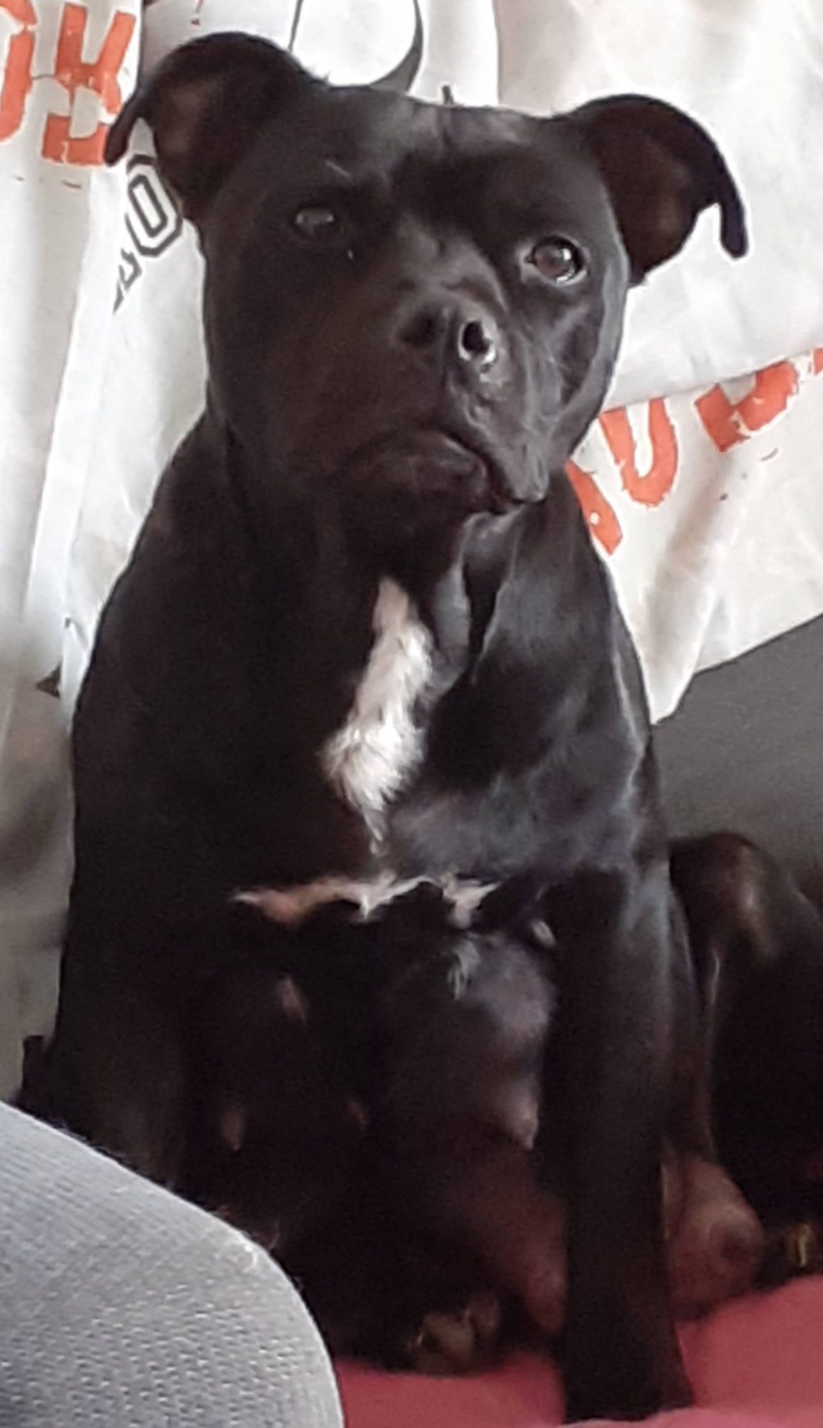 Staffie | Le Grand Castang
